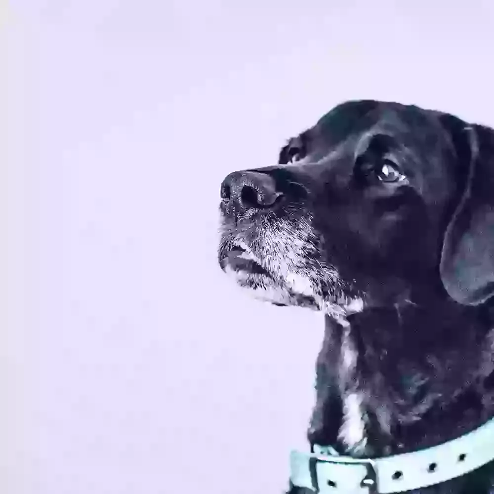 Pet Cremation Services | Dogs, Cats, Small Pets | London Pet Cremations